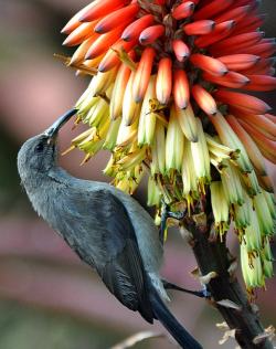 Water-wise gardening: 14 indigenous plants you can grow - Garden ...