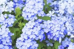 9 indigenous flowering plants for a ‘blue-themed’ garden - Garden ...