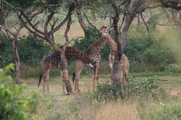 Ntulo Wildlife Estate Property : Property and houses for sale in Ntulo ...