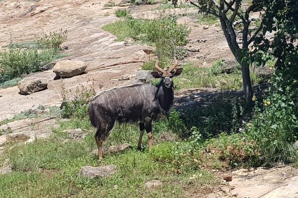 Vacant land / plots for sale in Nelspruit : Nelspruit Property ...