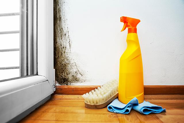 How to identify mould and what to do if you have it in your home - Home ...