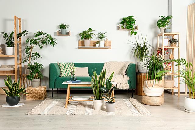 Ingenious indigenous plants for your garden or home - Garden & Outdoor ...