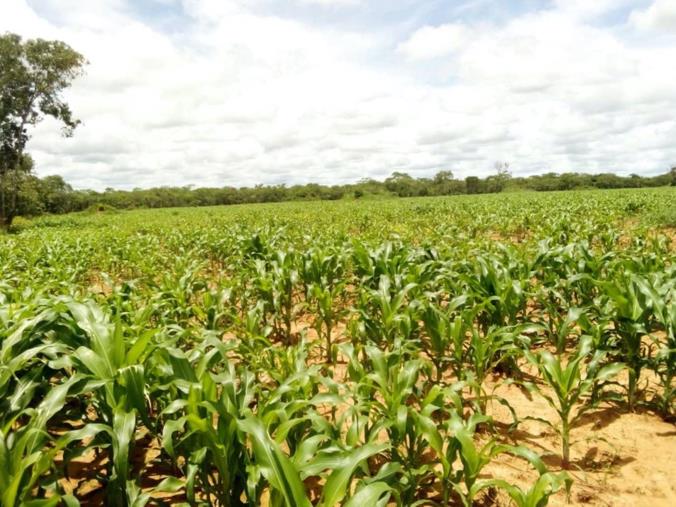 Farm for Sale in Serenje Central