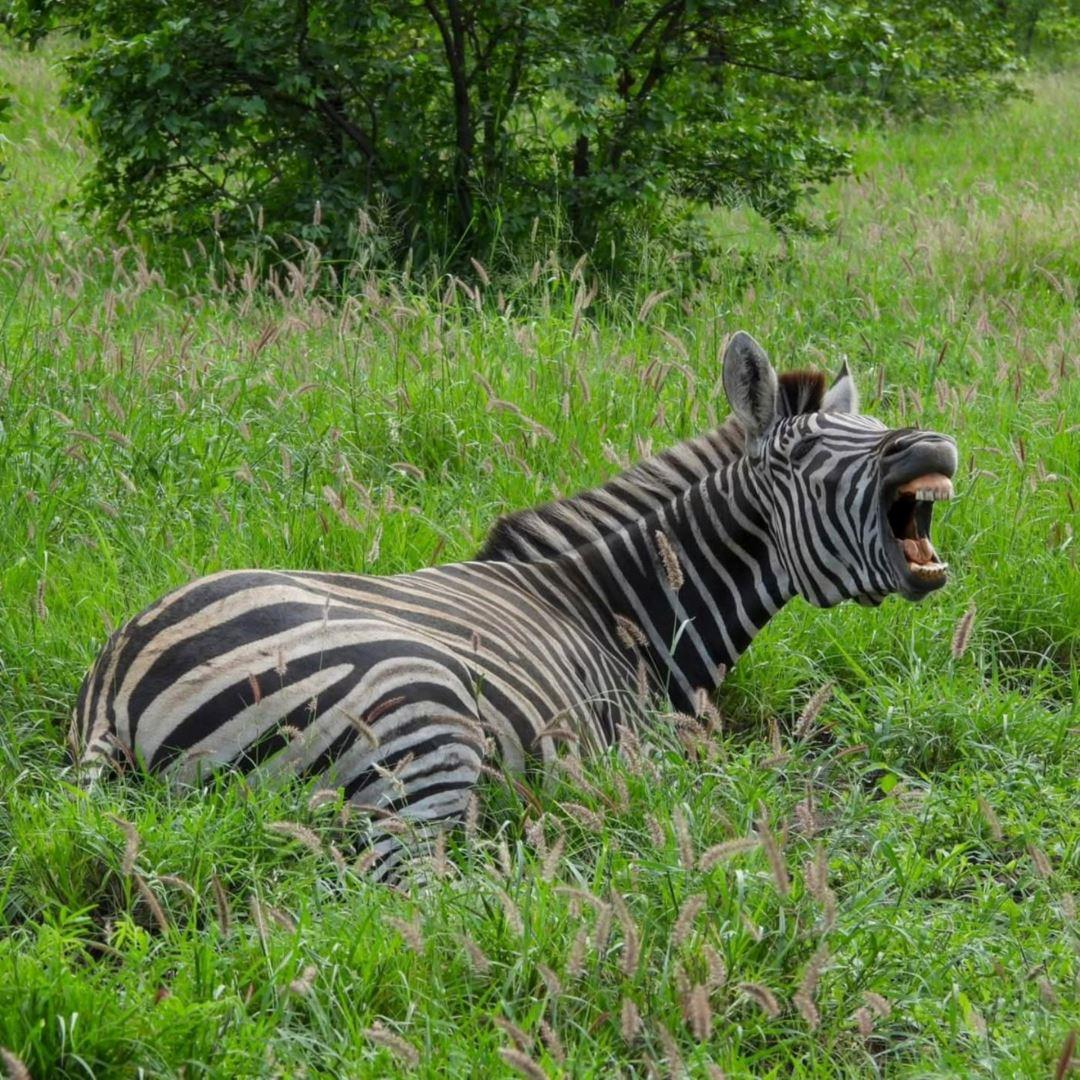 Farm for sale in Musina - P24-115626098