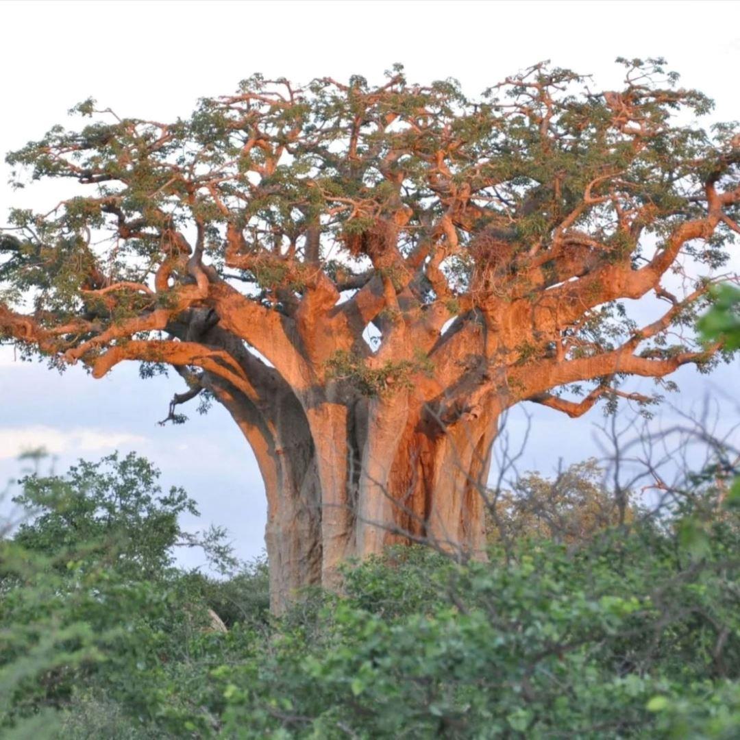 Farm for sale in Musina - P24-115626098