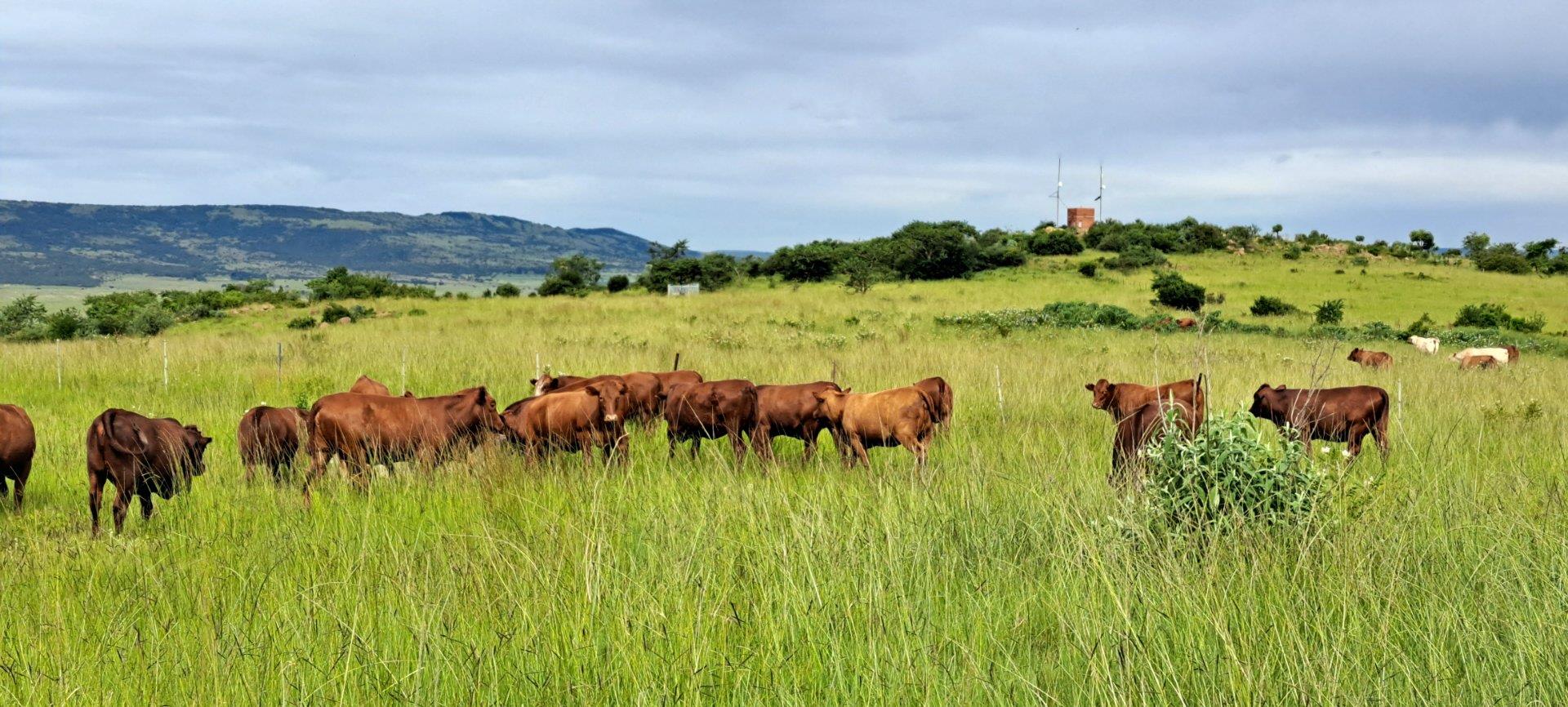 Farm for sale in Dundee Rural - P24-115693019