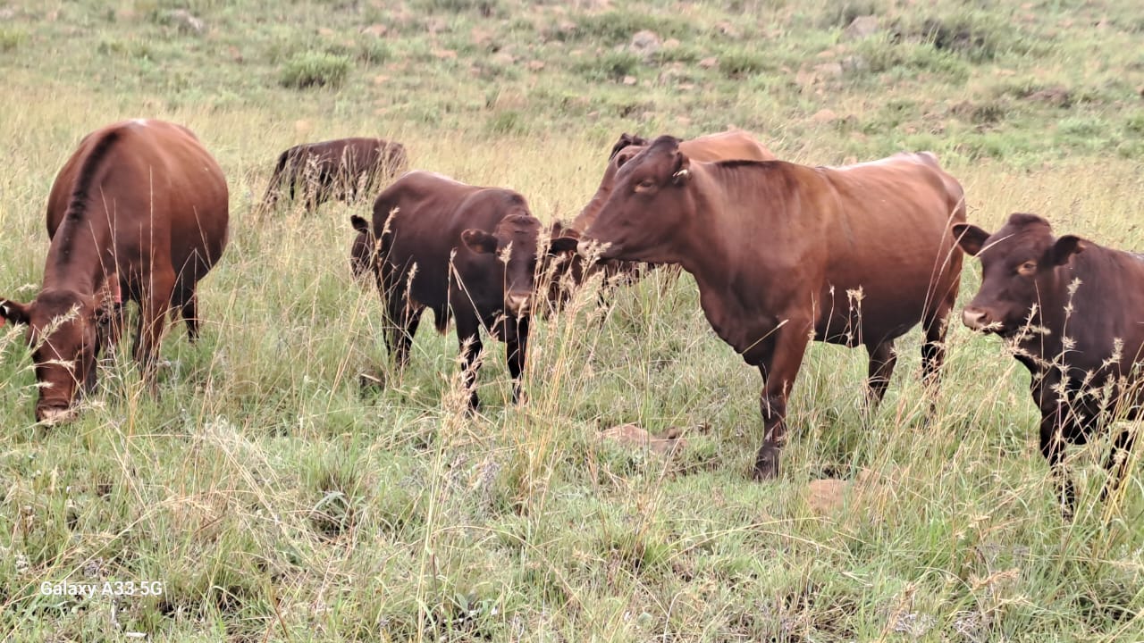 Farm for sale in Dundee Rural - P24-115848615