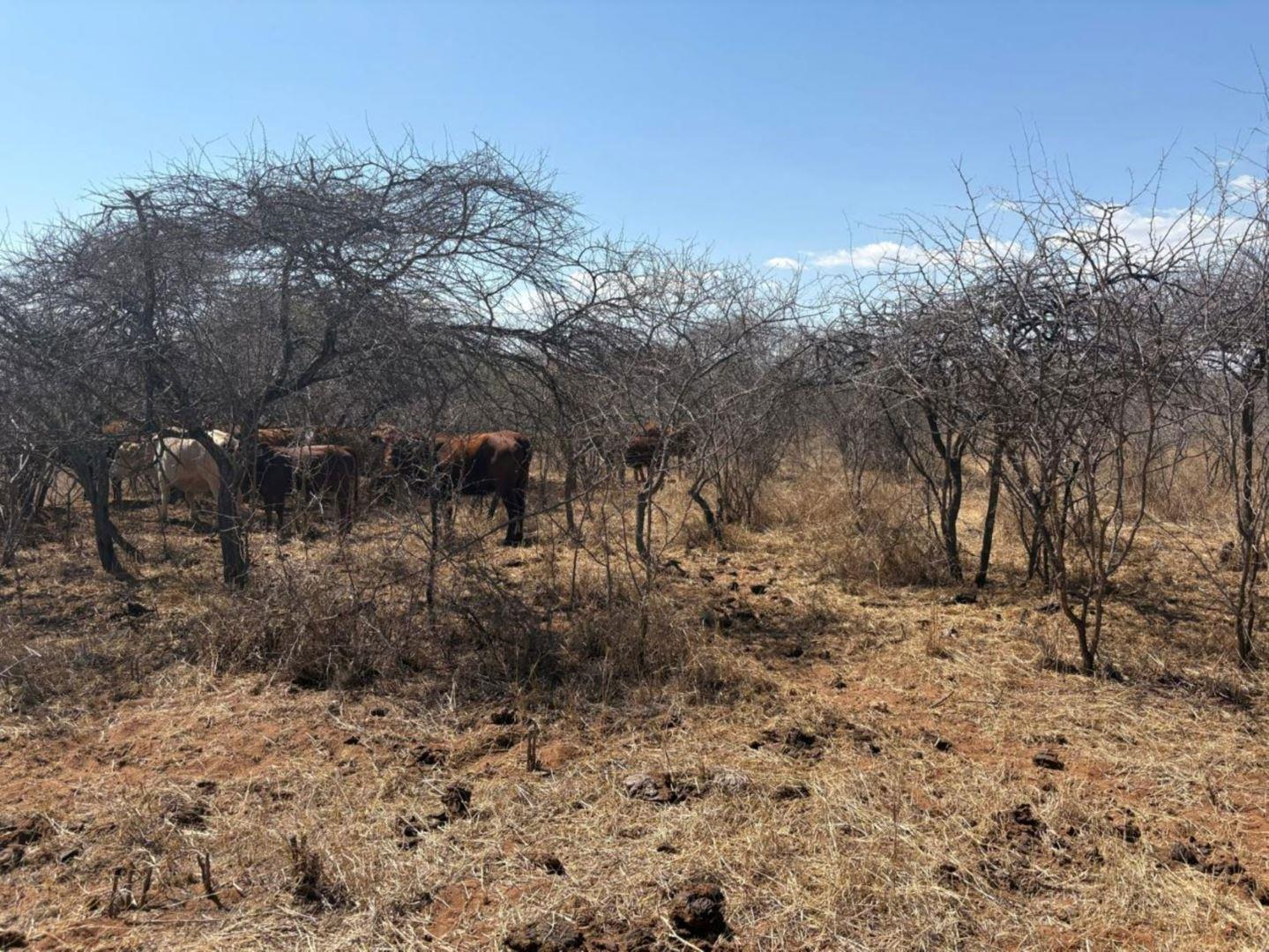 Farm for sale in Louis Trichardt - P24-116292996