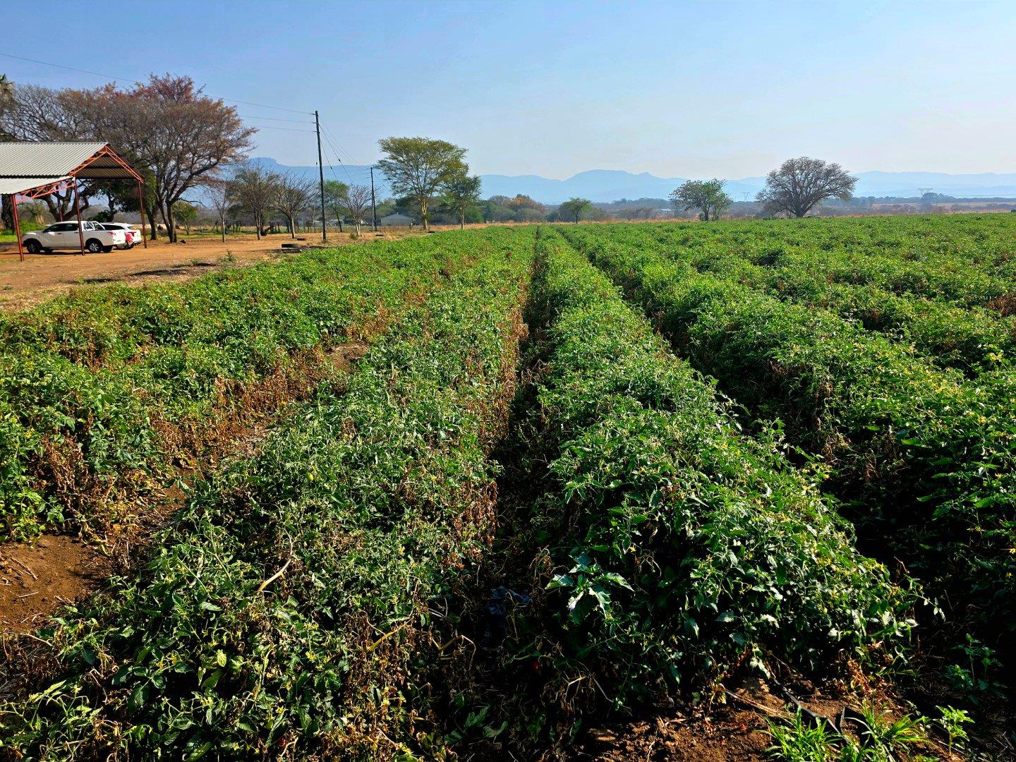 Farm for sale in Louis Trichardt Rural - P24-114092790