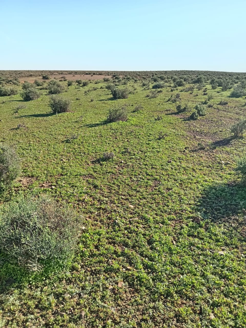 Farm for sale in Calvinia Rural - P24-116456066