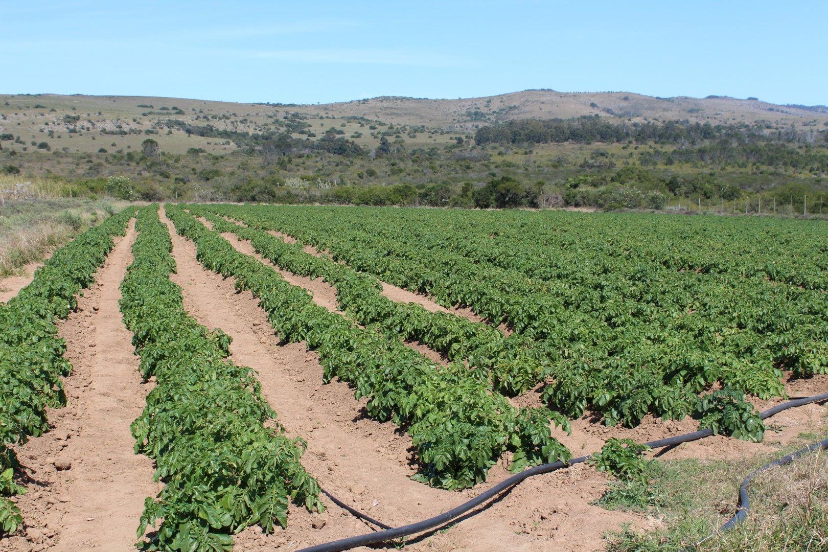 Farm for sale in Bathurst Rural - P24-116545163