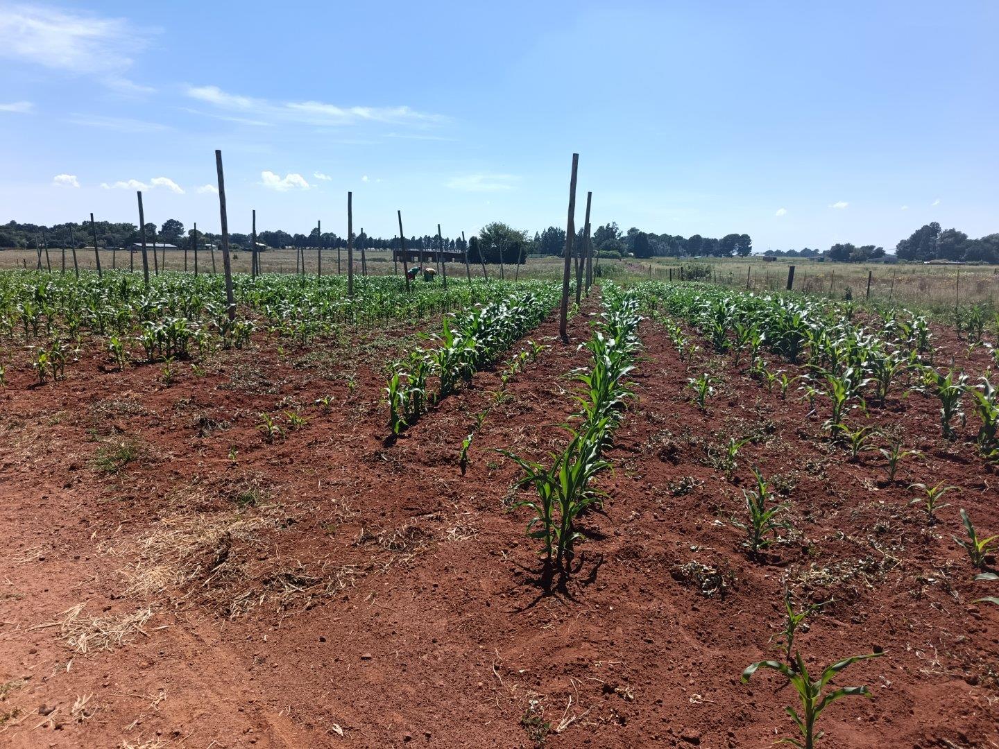 Farm for sale in Tarlton - 83 Wolvekrans - P24-116856777