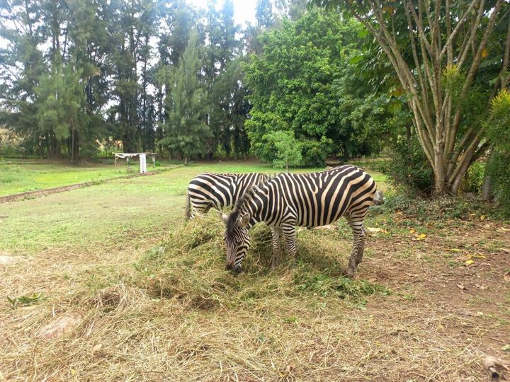 Farm for sale in Barberton Rural - 45 Lovedale - P24-115928396